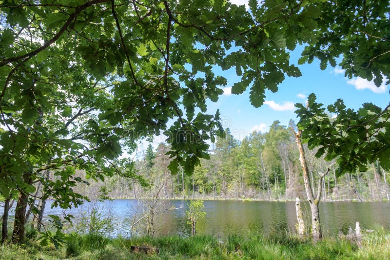 A Tree Branch Over the Pond, the Surface of the Lake Stock Photo ...