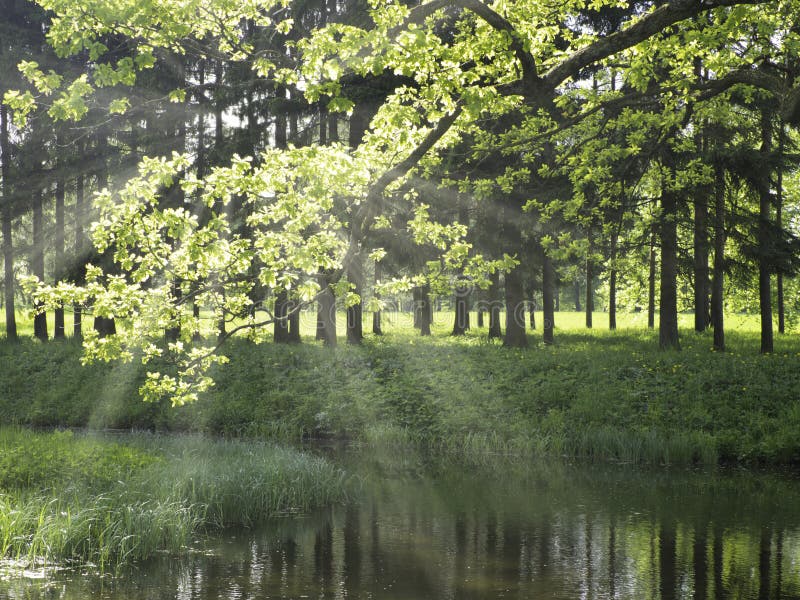 Tree Branch Over the River. the Rays of the Sun Passing through the ... Tree Branch Over the River. the Rays of the Sun Passing through the ...