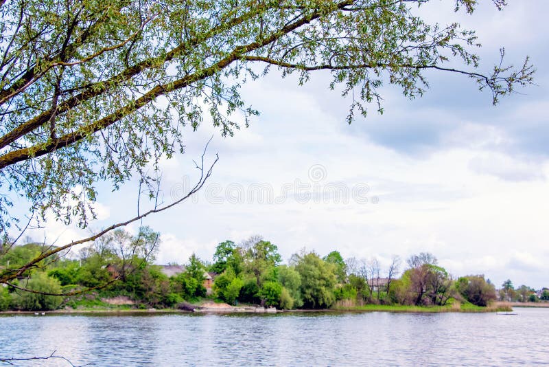 The Tree Branch Over the River in the Sunny Summer Weather_ Stock Photo ...