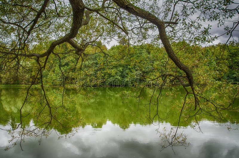 Tree branch over the water stock photo. Image of landscape - 59262846