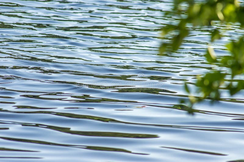 Tree Branch Over the Water in a Summer Day Stock Image - Image of ...