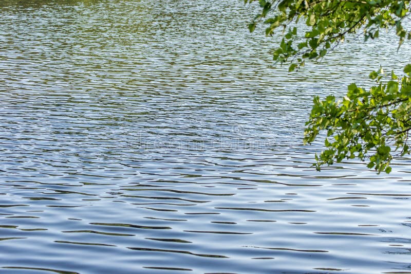 Tree Branch Over the Water in a Summer Day Stock Image - Image of ...