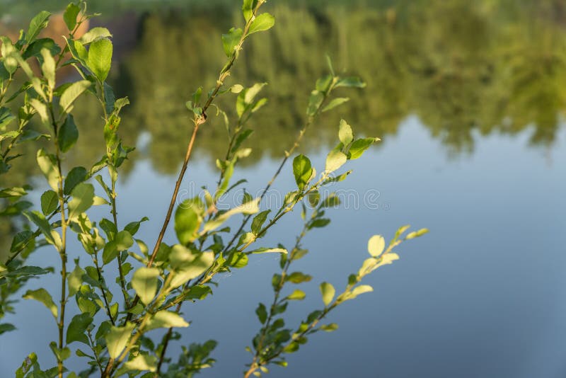 Tree Branch Over the Water in a Summer Day Stock Image - Image of pond ...