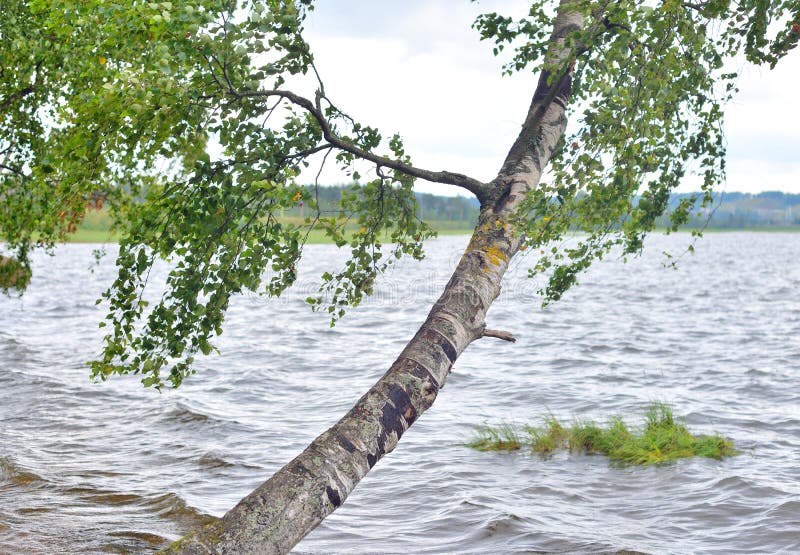 Tree Branch Over the Water. Stock Image - Image of lake, natural: 98639985