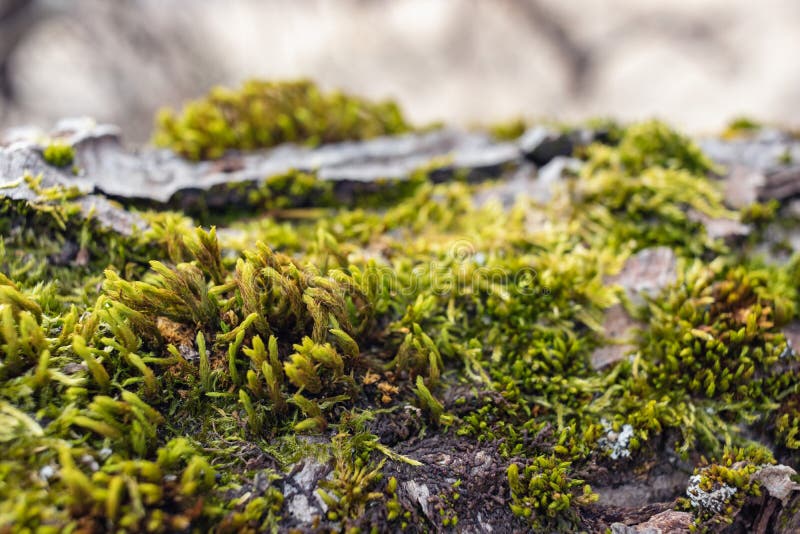 Tree Branch Overgrown with Moss. Close Up Moss Texture Stock Photo ...