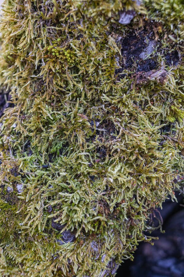 Tree Branch Overgrown with Moss. Close Up Moss Texture Stock Image ...