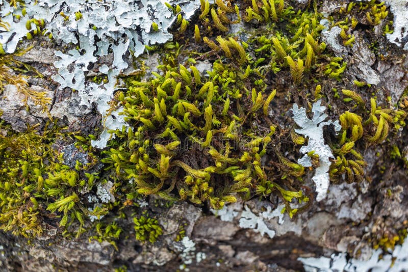 Tree Branch Overgrown with Moss. Close Up Moss Texture Stock Image ...