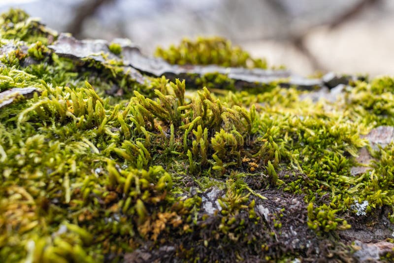 Tree Branch Overgrown with Moss. Close Up Moss Texture Stock Image ...