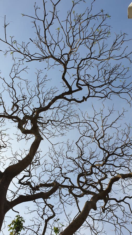 Tree Branch Pattern on Sky stock photo. Image of branches - 162055356