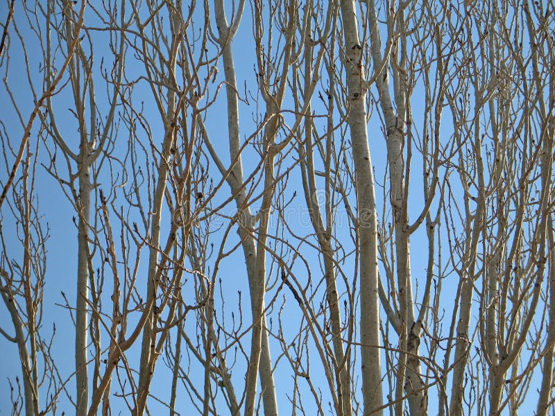 Tree-Branch Patterns stock image. Image of branches, plants - 581765