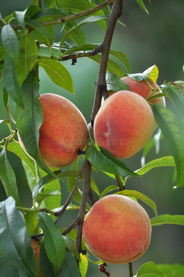 On a Tree Branch, Peach is Matured Stock Photo - Image of fruit ...