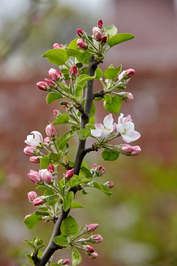 A Branch of Apple Tree with Blossoming Flowers and Flower Buds Close-up ...