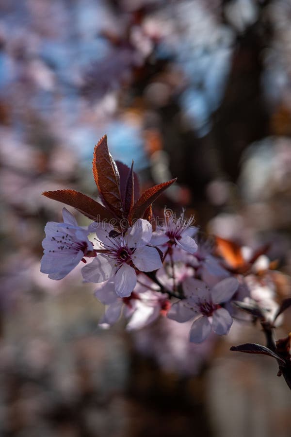 Tree Branch with Pink Flowers Stock Image - Image of outdoors, blossom ...