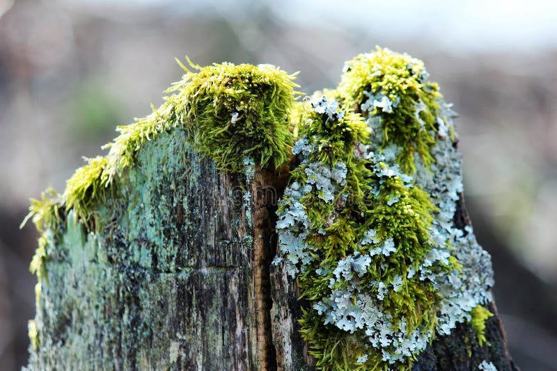 Tree, Branch, Plant, Moss Picture. Image: 113648199