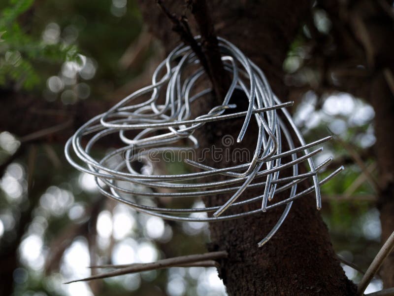 Plant, Branch, Tree, Twig Picture. Image: 132949252