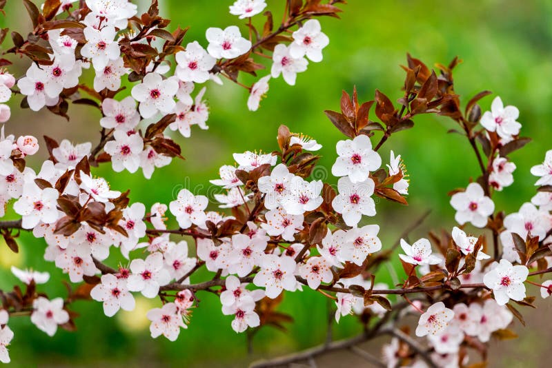 Tree Branch with Plentiful Flowers on Light Green Background_ Stock ...