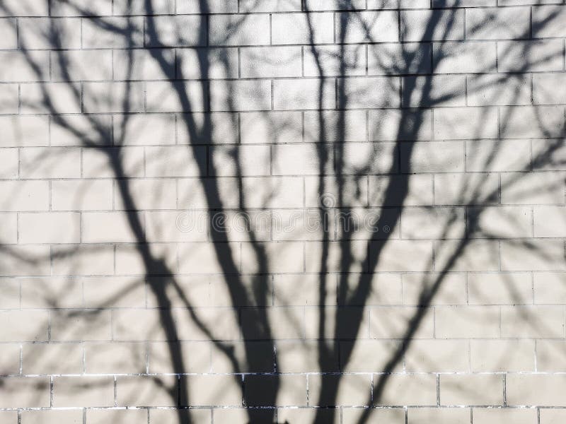 Tree Branch Projection Shadow on the Wall Stock Photo - Image of trunk ...