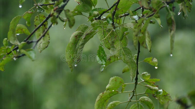 Tree branch in the rain stock footage. Video of jungle - 191785988