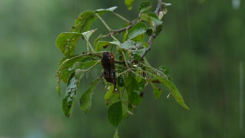 Tree branch in the rain stock footage. Video of crop - 191788354