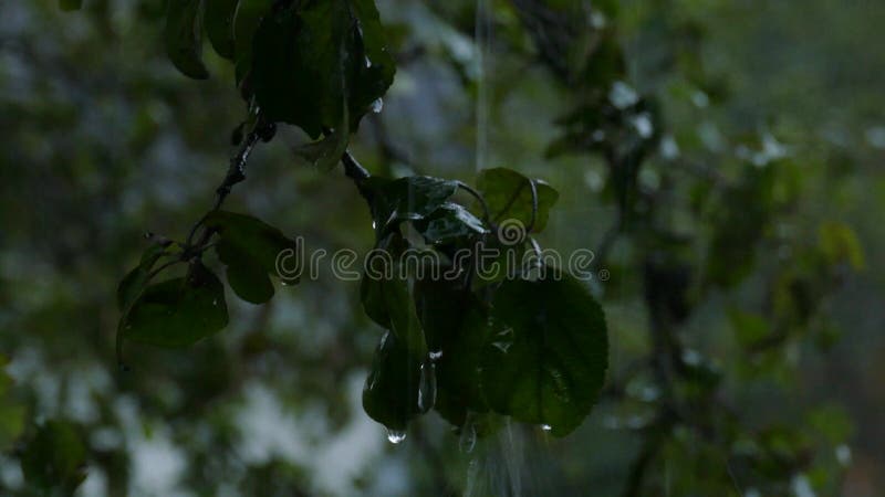 Tree branch in the rain stock footage. Video of jungle - 191785988