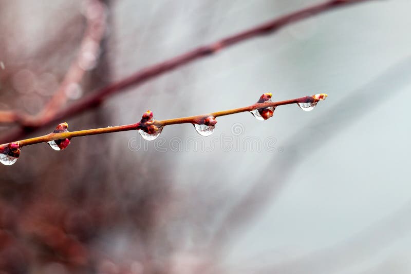 Tree Branch with Raindrops in the Forest on a Blurred Background Stock ...