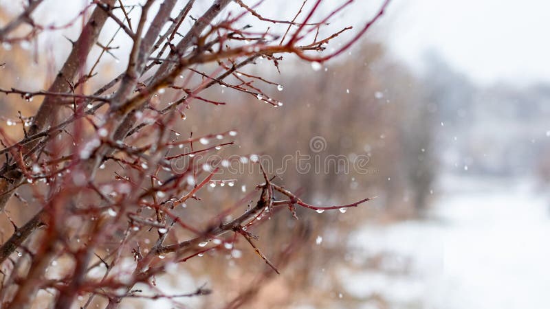 Tree Branch with Raindrops in Winter Forest during Thaw Stock Image ...