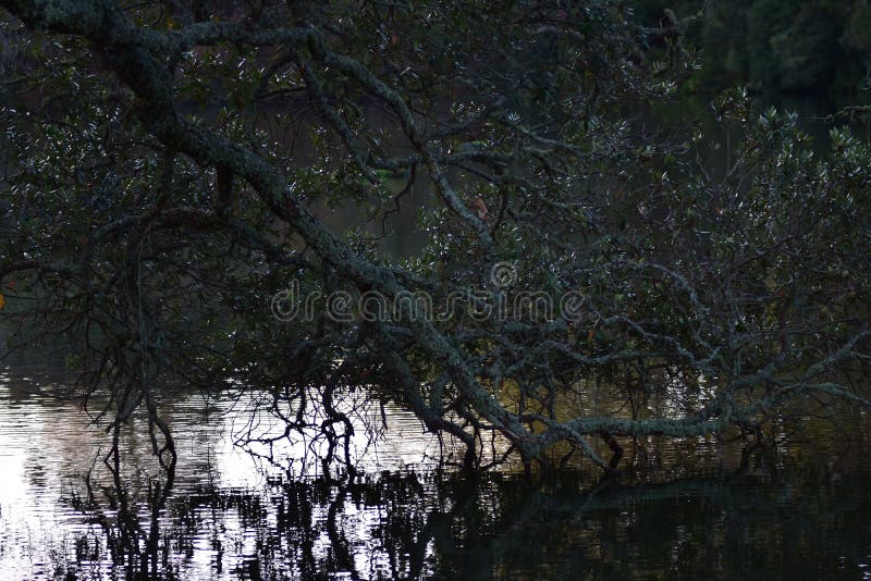 Tree Branch Reaching Lake Surface Stock Image - Image of branches ...