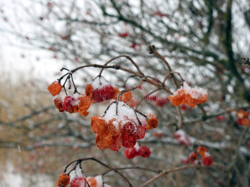 Tree Branch with Red Berries in Winter, Lithuania Stock Image - Image ...