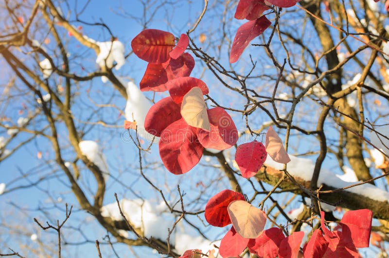 Tree Branch with Red Leaves Stock Photo - Image of season, december ...