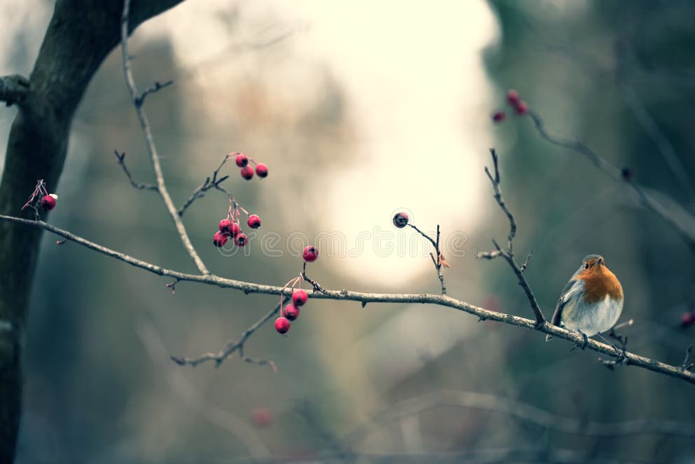 Robin on a berry branch stock image. Image of berry - 139514017