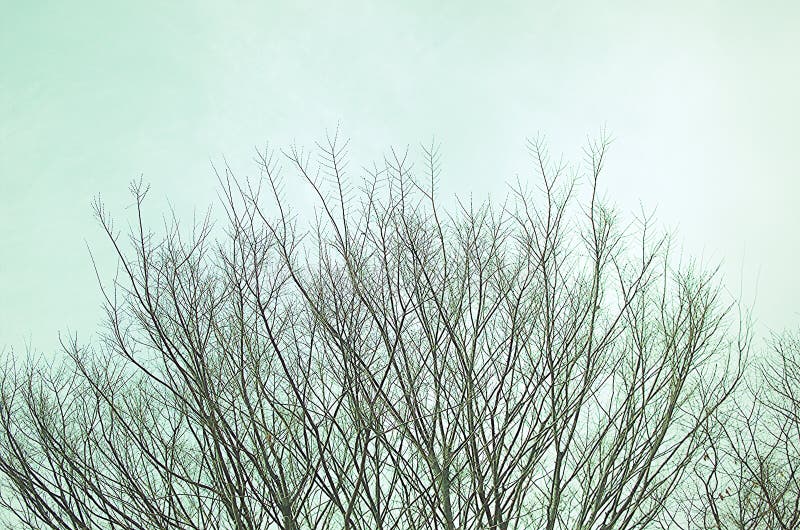 Tree Branch Remaining from Winter Stock Photo - Image of green, symbol ...