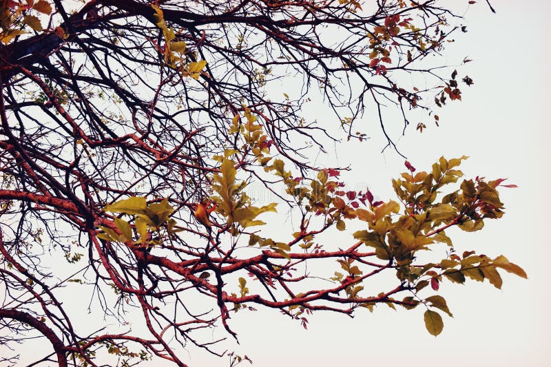Backlit Trees Branches and Sunset Sky on Evening Time Stock Photo ...