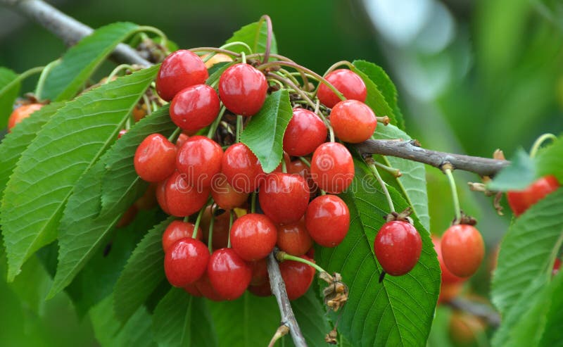 On a Tree Branch, Ripe Berries Sweet Cherry (Prunus Avium Stock Image ...