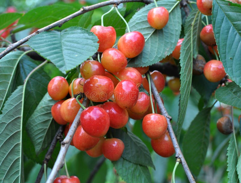 On a Tree Branch, Ripe Berries Sweet Cherry (Prunus Avium Stock Photo ...