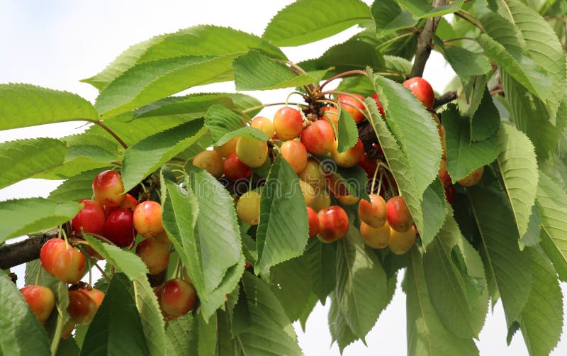 On a Tree Branch, Ripe Berries Sweet Cherry (Prunus Avium Stock Photo ...