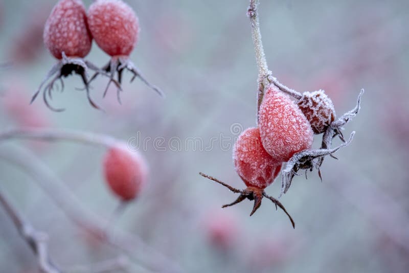 Tree Branch of Rose Hips Covered with a Thin Layer of Ice in Winter ...