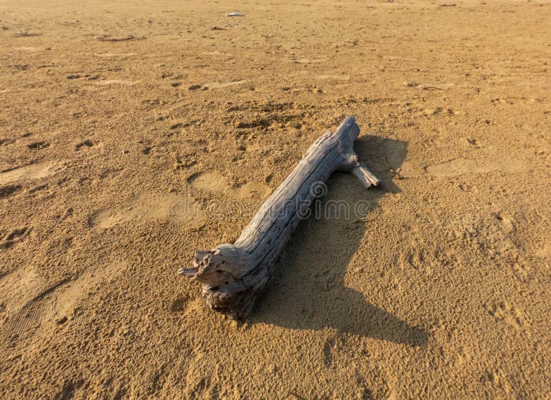 Tree branch on sand at sea stock image. Image of foot - 209353839