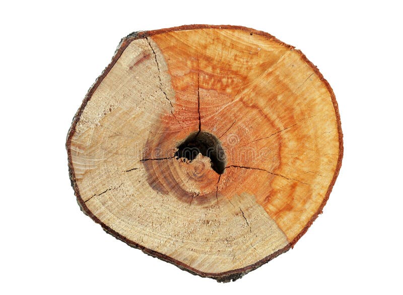 Cross Section Branch Of Tree Stock Photo - Image of aging, annual: 35258658