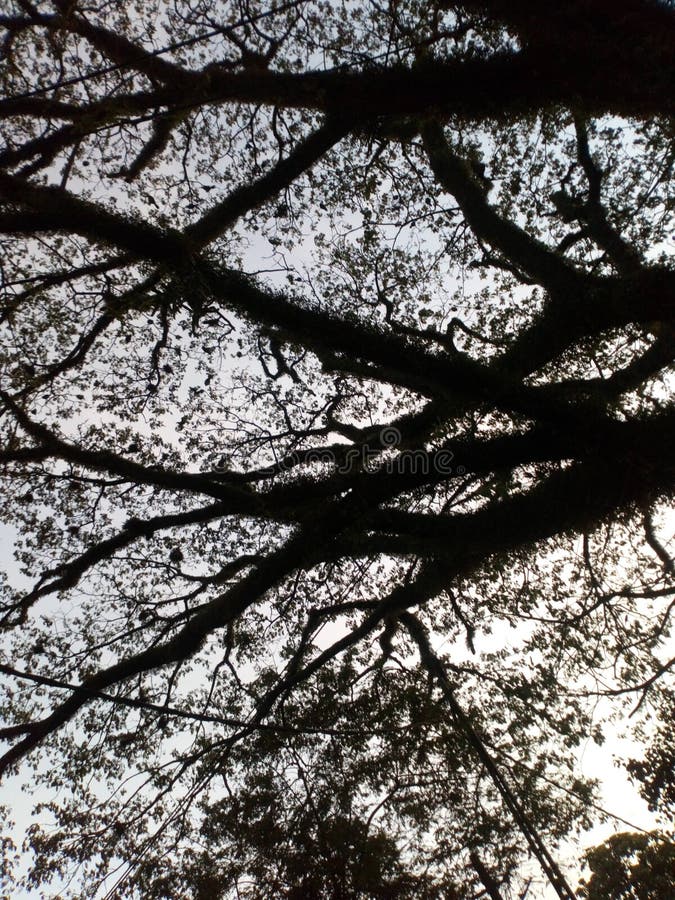 Tree branch shadow stock photo. Image of flower, plant - 197254848