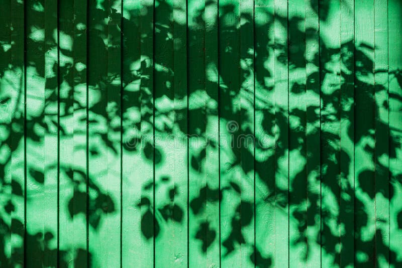 Tree Branch Shadow on Green Wooden Wall Stock Photo - Image of dappled ...