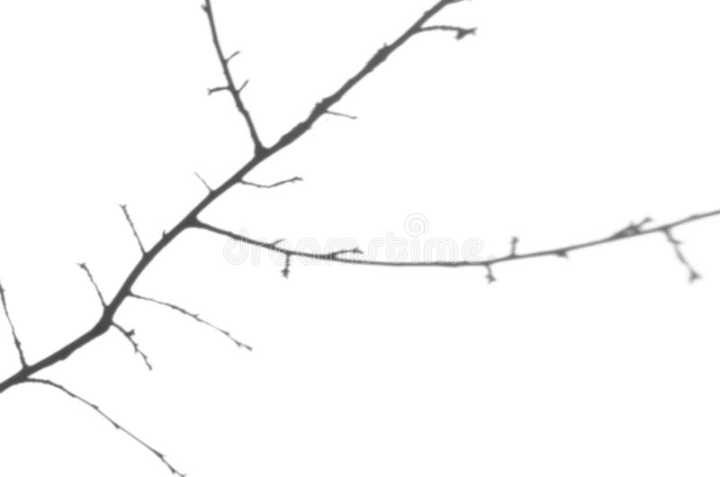Tree branch shadow overlay stock photo. Image of hard - 236795358
