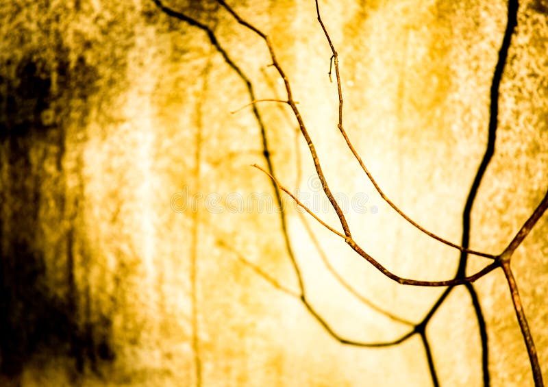 Tree Branch Shadow on the Wall , Outdoor Chiangmai Thailand Stock Photo ...