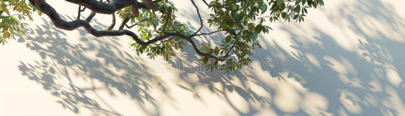 Tree Branch Shadow on White Wall - Natural Light, Minimalistic Design ...