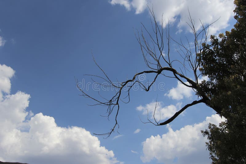 Tree Branch in the Shadows Against Blue Sky Stock Image - Image of ...