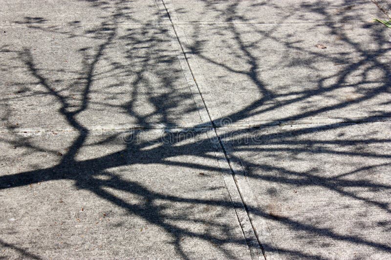Tree Branch Shadows on Concrete Pathway Stock Image - Image of patterns ...