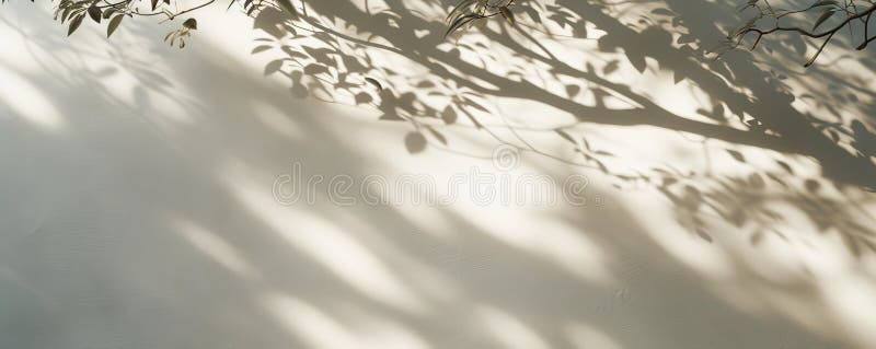 Tree Branch Shadows on Cream Wall, Minimalist Natural Light Concept ...