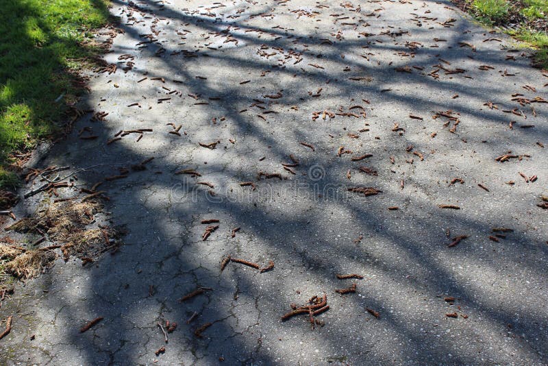 Bare Tree Branch Shadows on the Walkway Stock Image - Image of light ...
