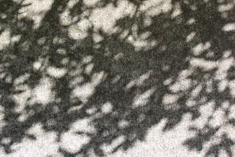 Tree Branch Shadows on the Walkway Stock Image - Image of monochrome ...