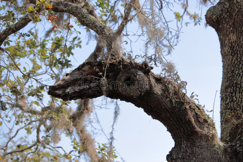 Tree Branch in the Shape of a Bird Stock Photo - Image of beak ...