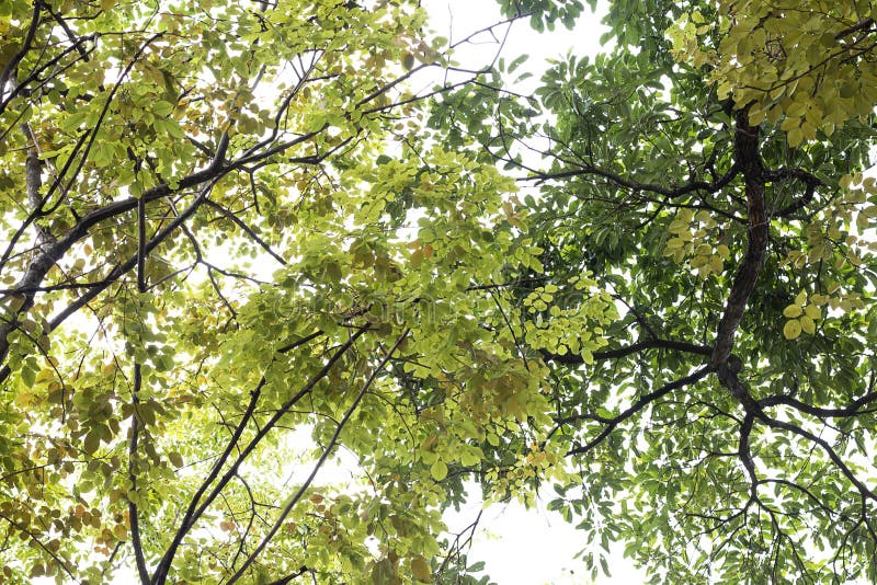 Tree Branch on Sky Background Stock Photo - Image of background, season ...